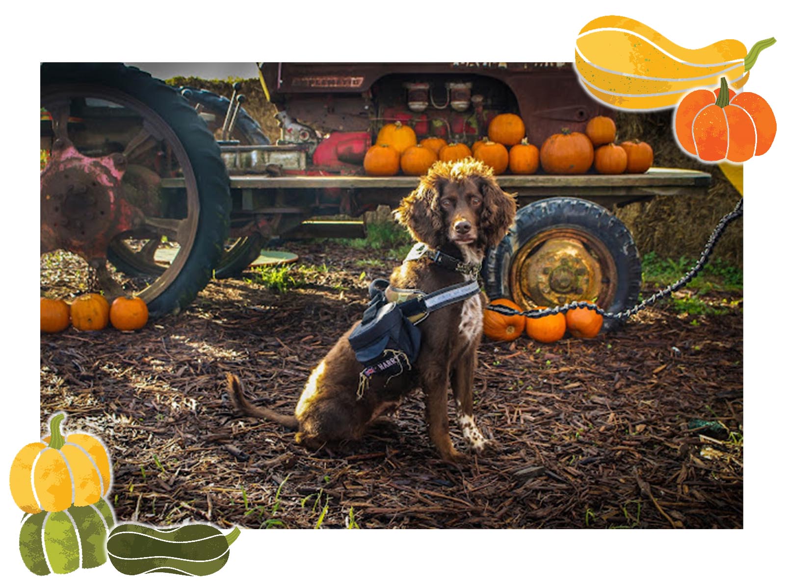 What’s On – Bell's Pumpkin Patch
